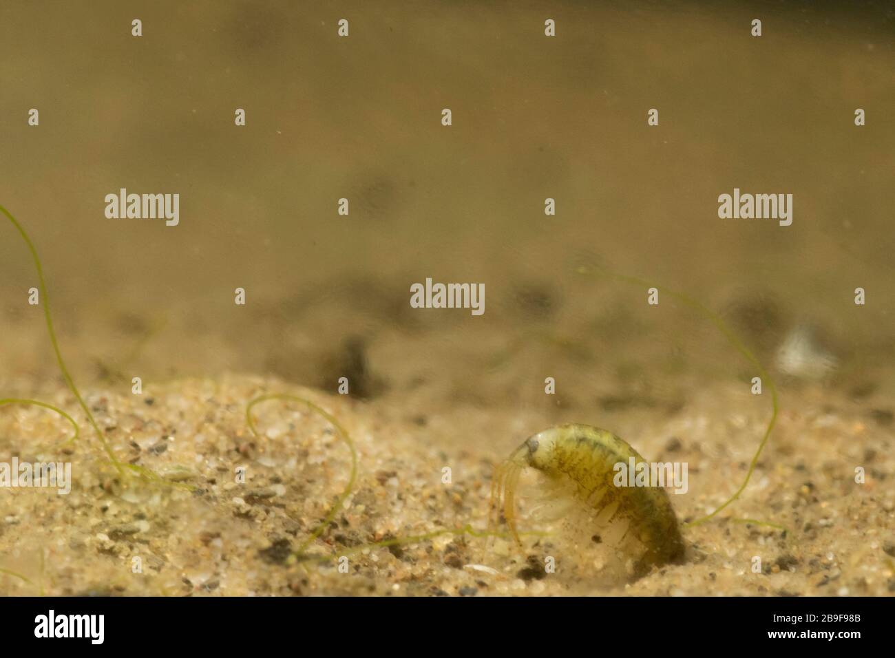 Demon Shrimp, Dikerogammarus haemobaphes, single adult, river churnet ...