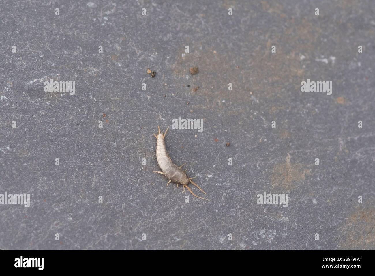 Silverfish pest hi-res stock photography and images - Alamy