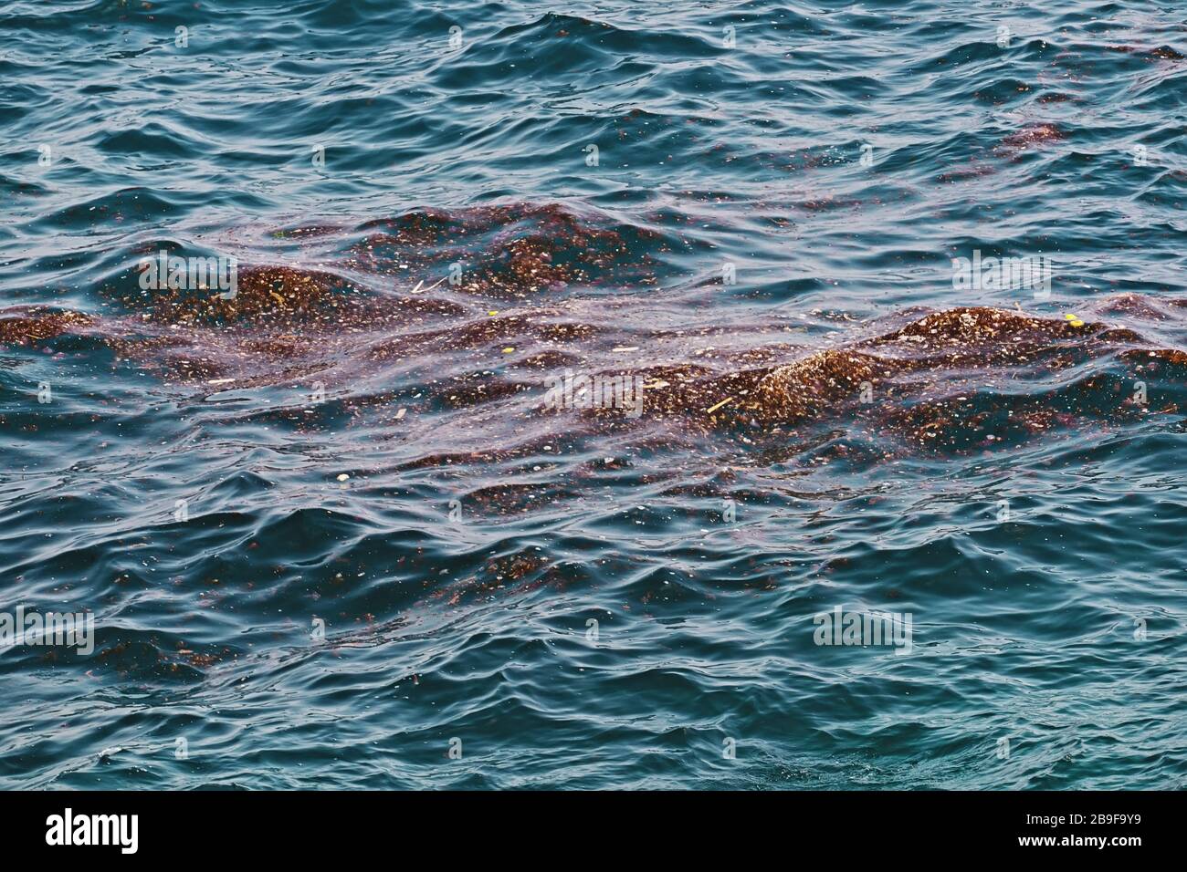 Accumulation of floating debris in seawater after storm. Pollution of ...