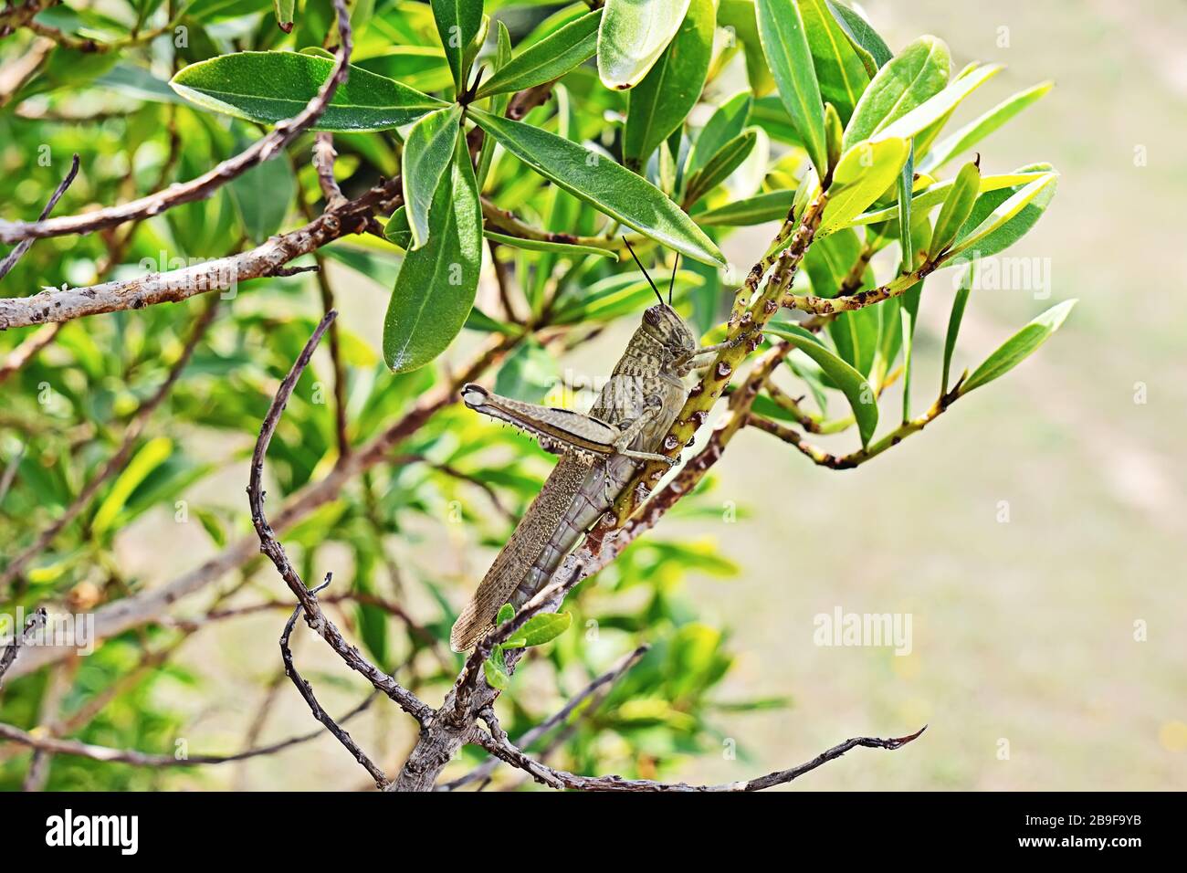 Large green locust on a branch close-up. Wildlife concept Stock Photo ...