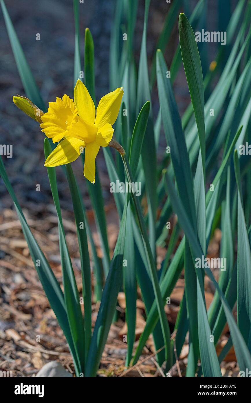 yellow Flower in Seoul, South Korea Stock Photo - Alamy