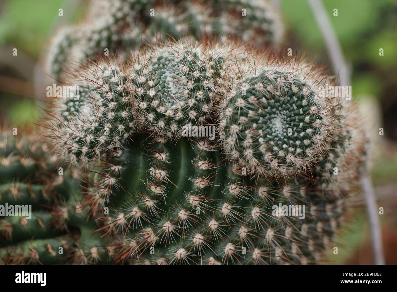 Concinna hi-res stock photography and images - Alamy