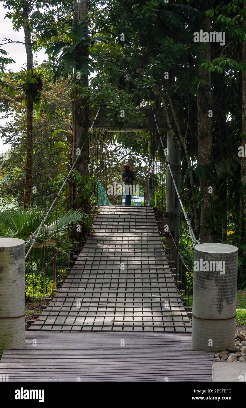 Walker on a raised bridge pathway in the jugle, Mulu, Sabah, Malaysia ...
