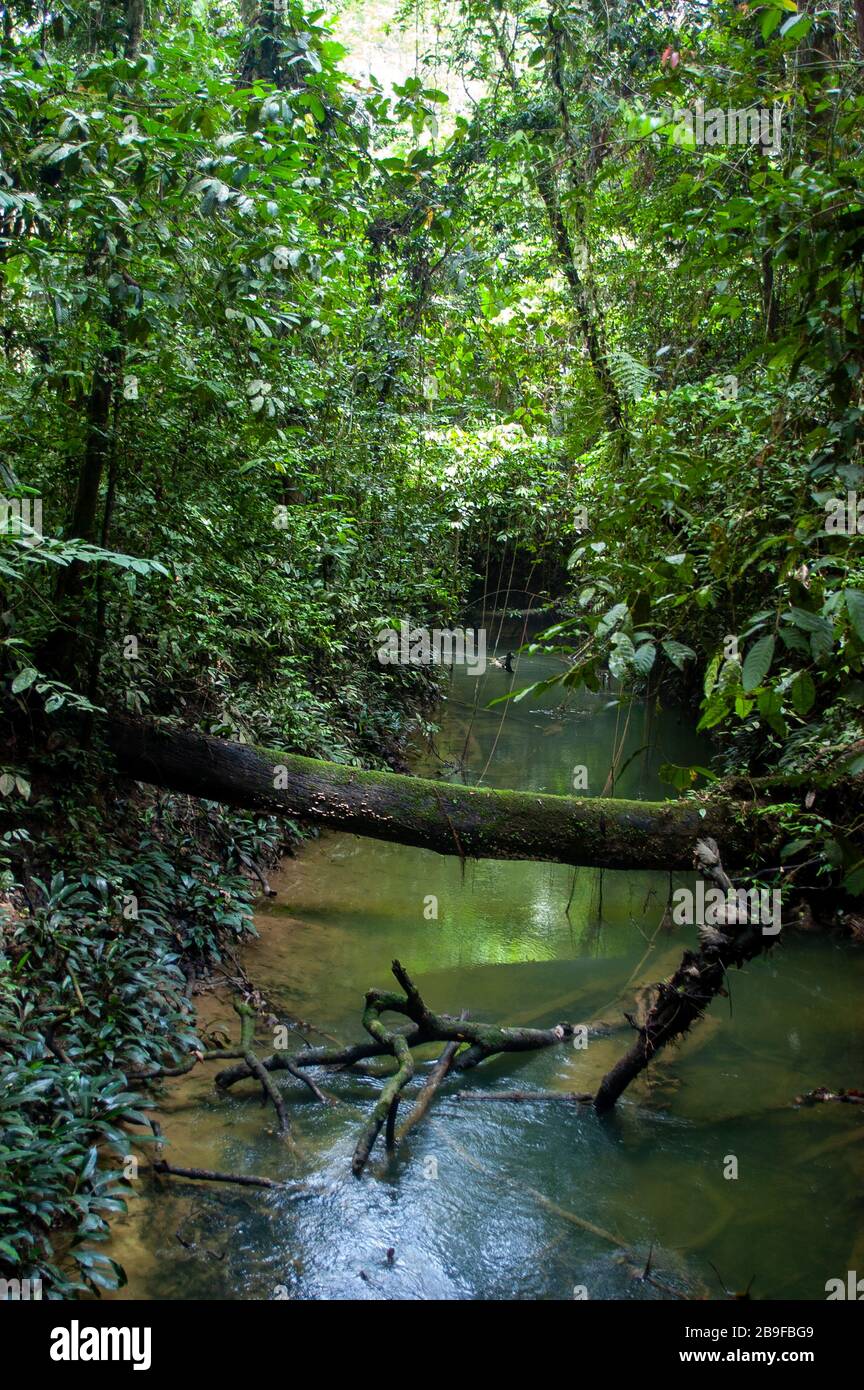 Small stream with murky water in the rainforest Mulu of Sarawak, Island ...