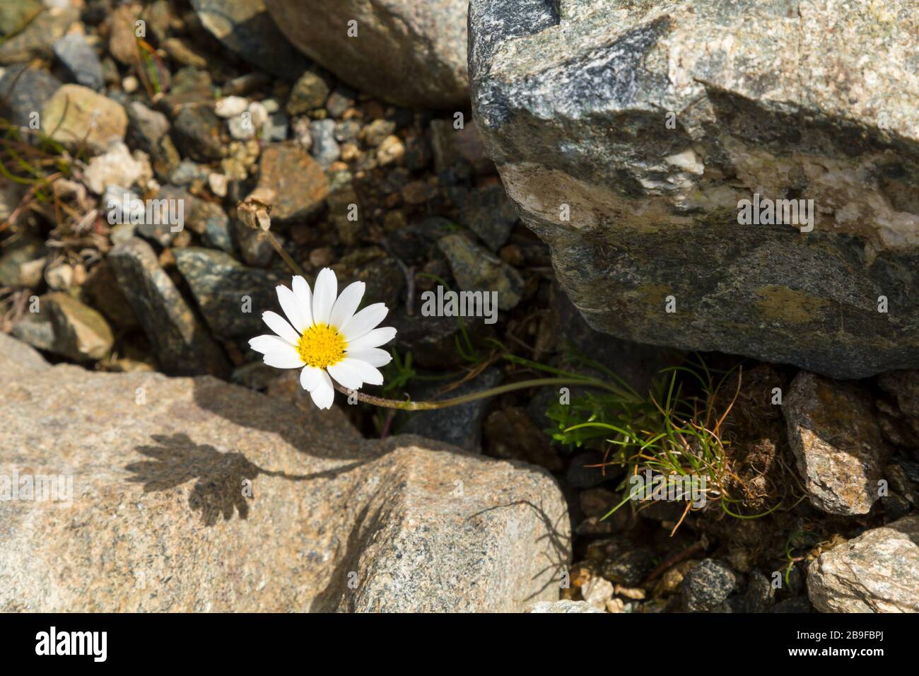 Flora in the alps, Montafon in Austria Stock Photo - Alamy