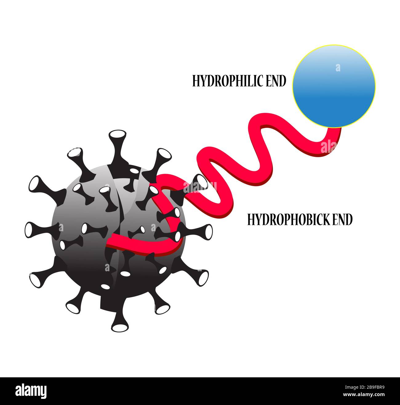 Soap Molecule Hydrophilic Hydrophobic