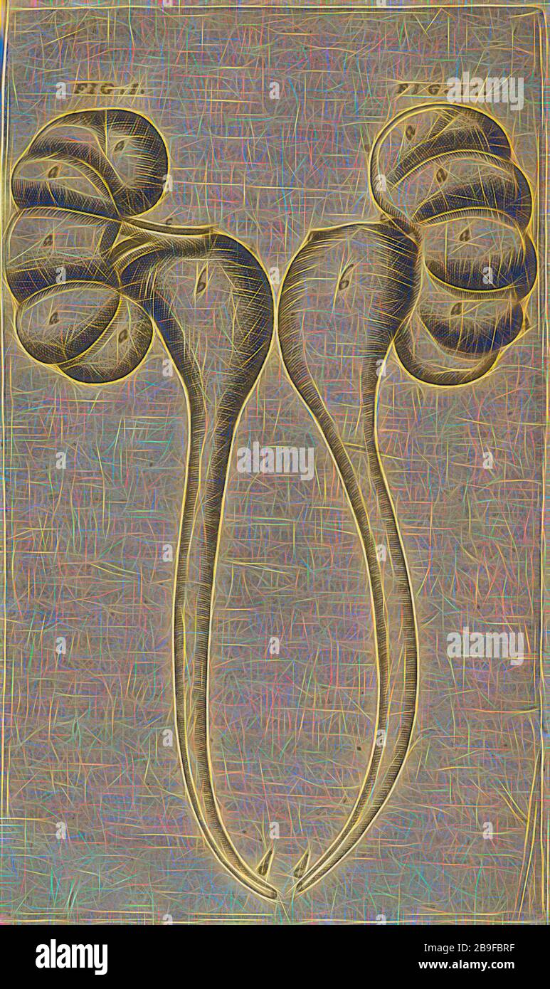 Johann bauhin hi-res stock photography and images - Alamy