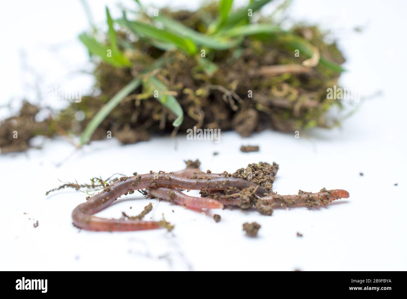 Earth worms and rain hi-res stock photography and images - Alamy