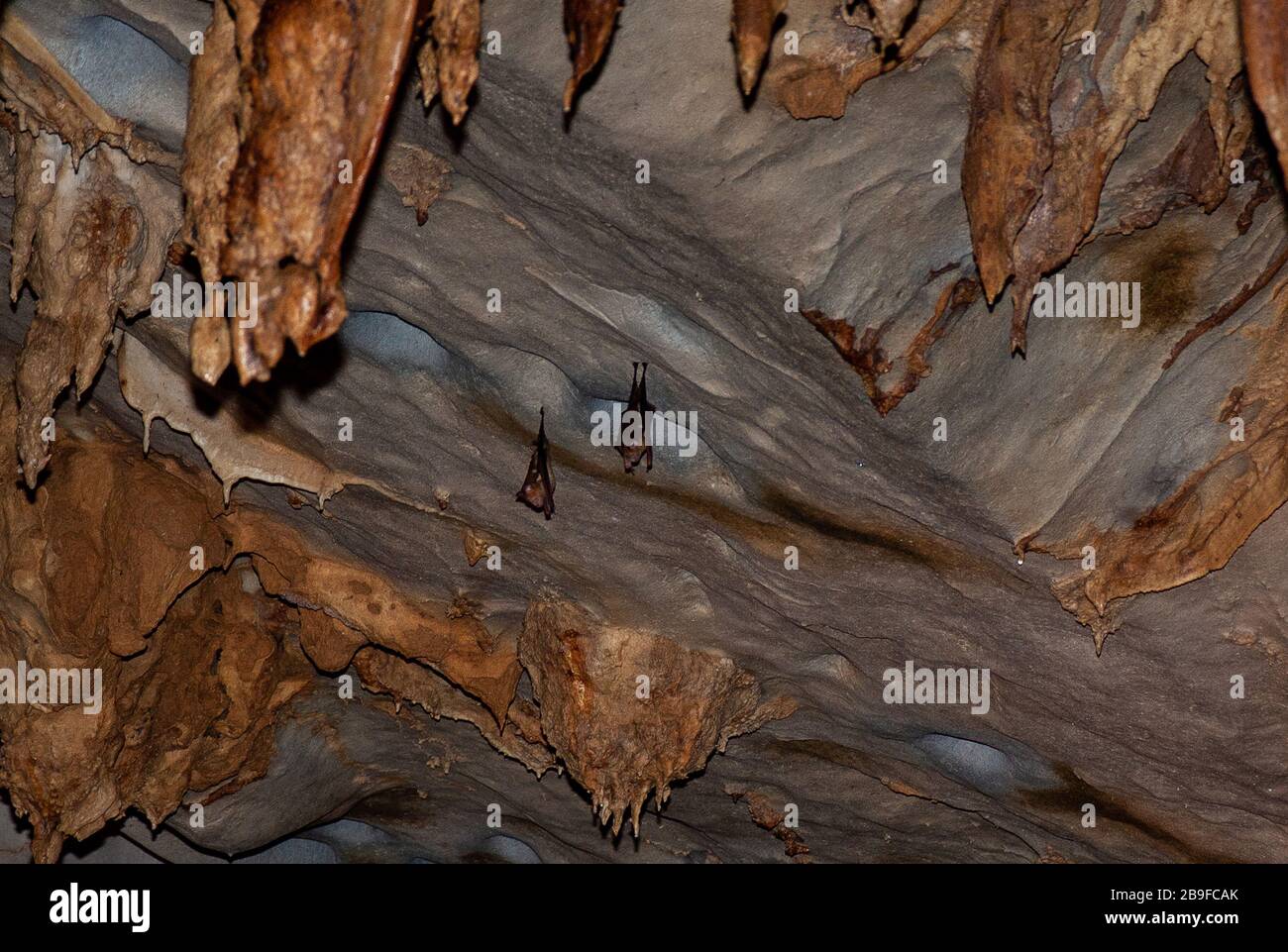 Gua lang hi-res stock photography and images - Alamy
