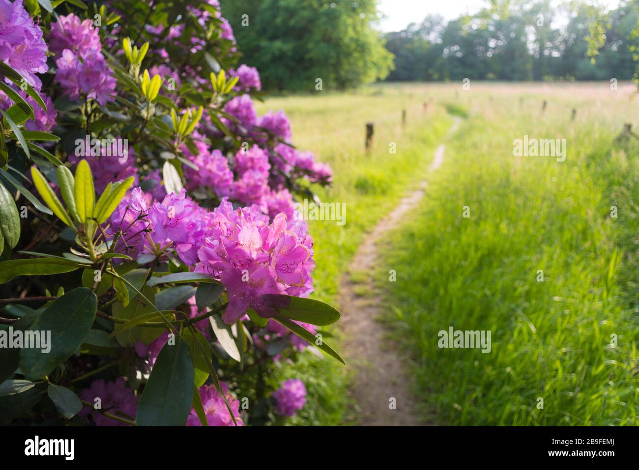 blooming pink azalea flowers along a footpath Stock Photo - Alamy
