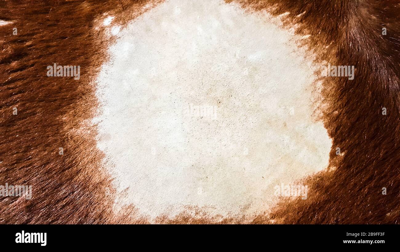 Old leather drum, membrane musical instrument. Calfskin pattern. Hair ...