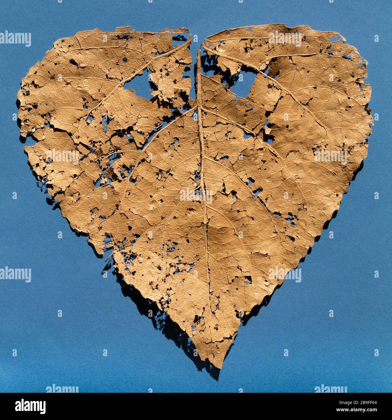 Damaged dry leaf reduced to pieces and small pieces, blue background ...