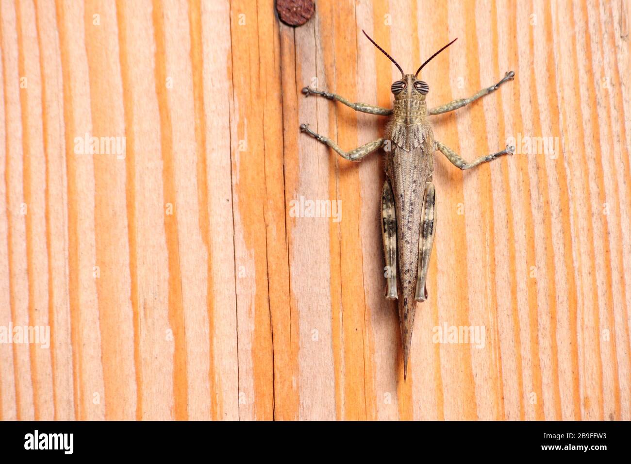 Gray Locust, harmful insect eating vegetation Stock Photo - Alamy