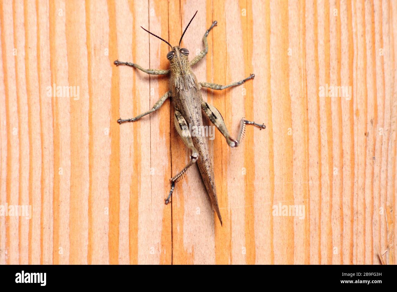 Gray Locust, harmful insect eating vegetation Stock Photo - Alamy