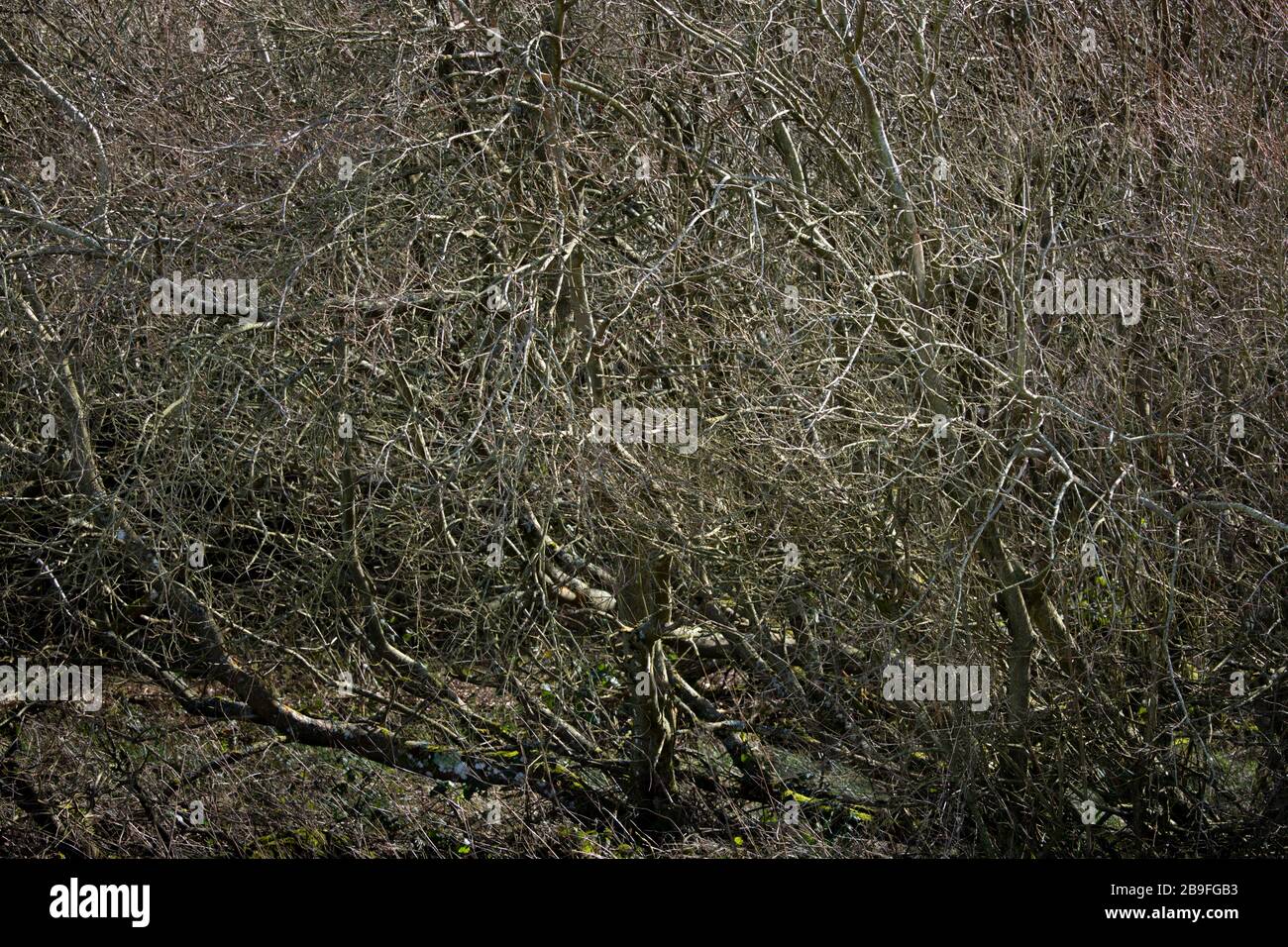 Detail of tangled hillside shrubs Stock Photo - Alamy