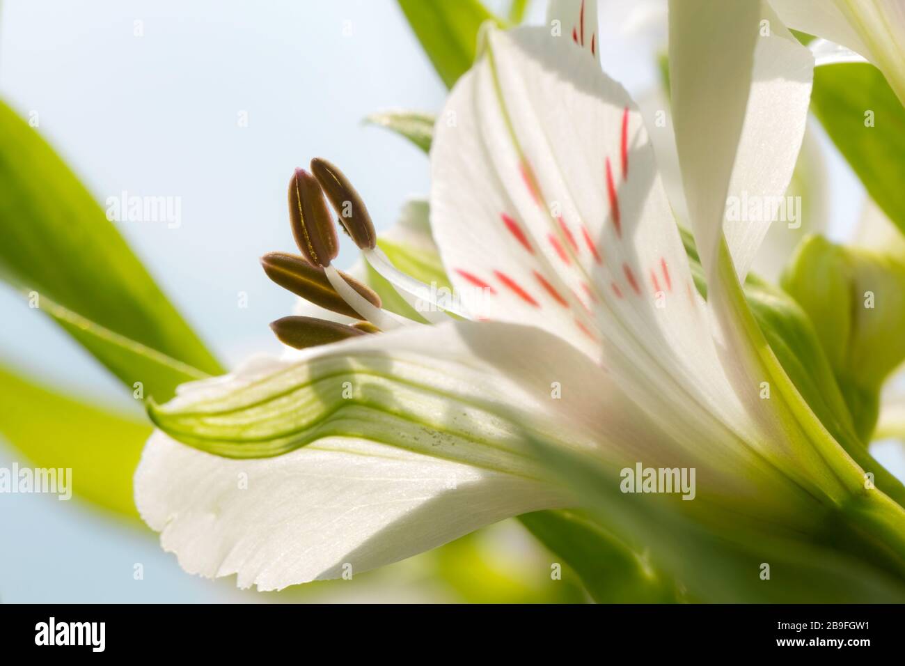Lily family liliaceae hi-res stock photography and images - Alamy