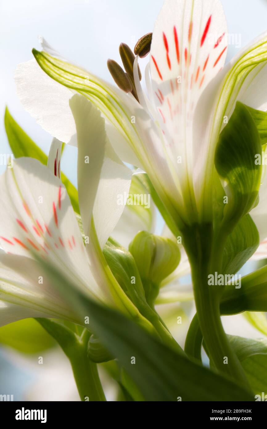 Lily family liliaceae hi-res stock photography and images - Alamy