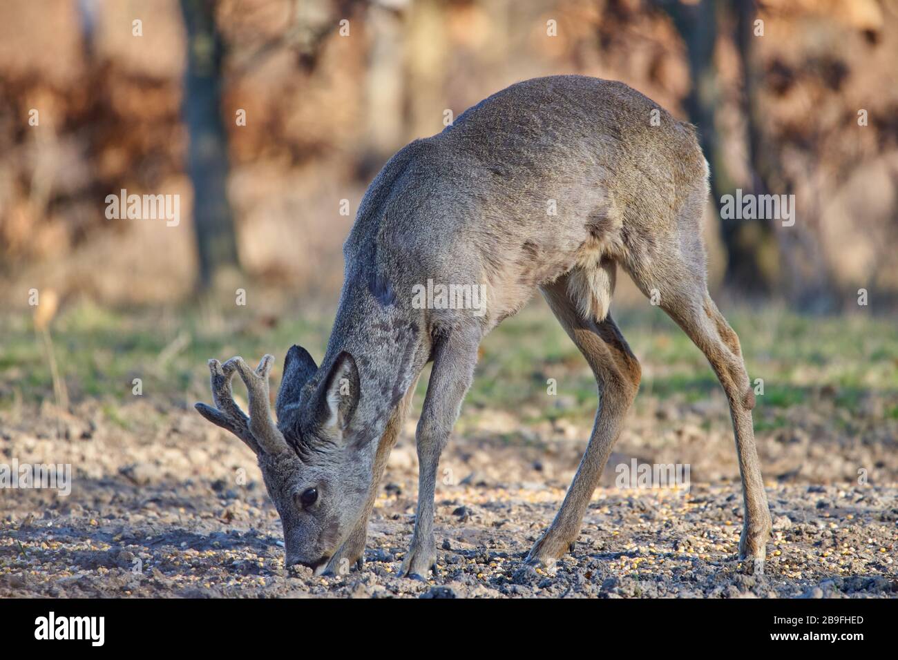 Male roe deer (roebuck) in the forest, early spring time Stock Photo ...