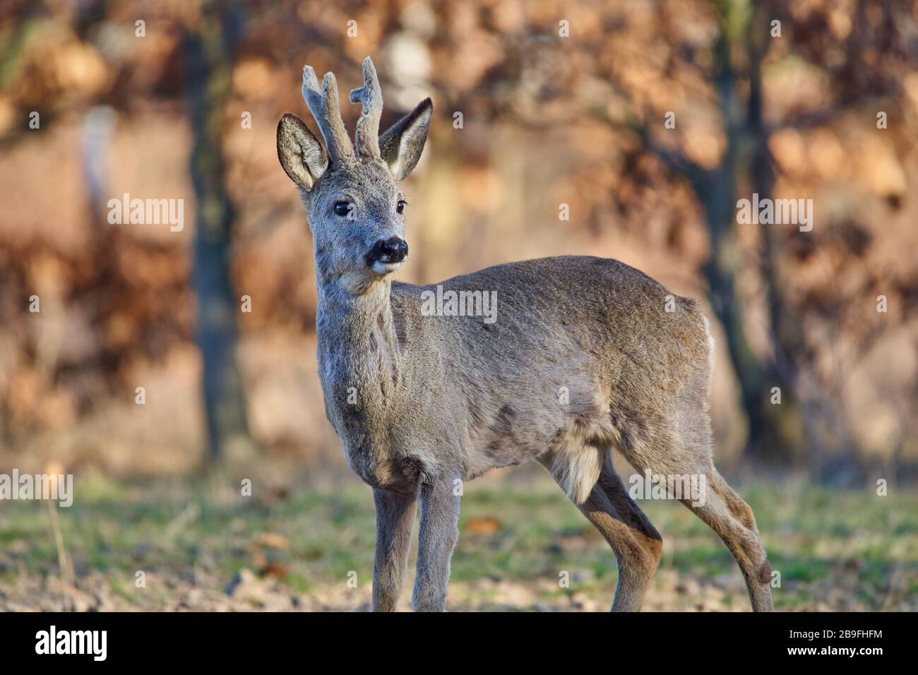 Male roe deer (roebuck) in the forest, early spring time Stock Photo ...