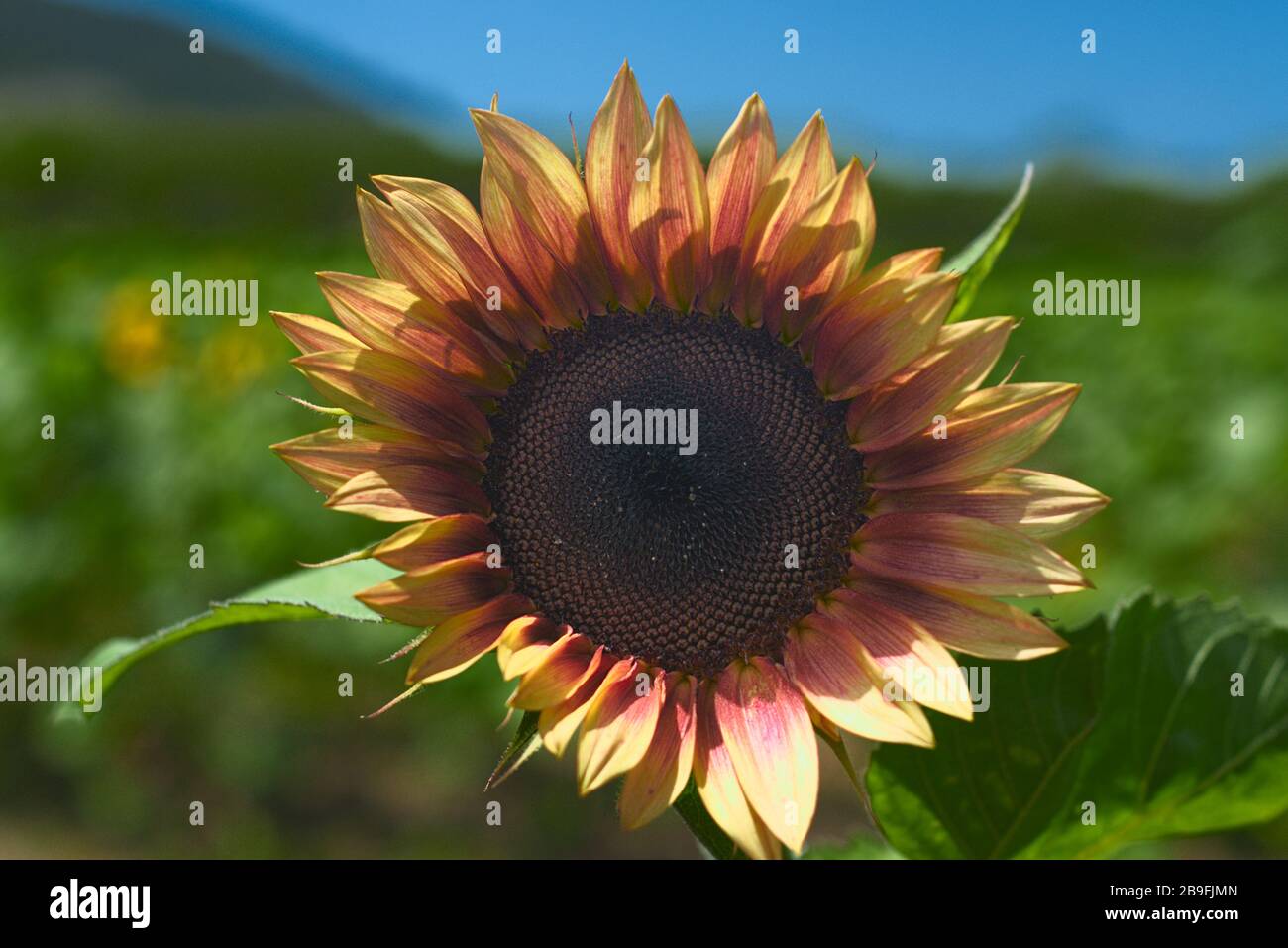 Photos of sunflowers hi-res stock photography and images - Alamy