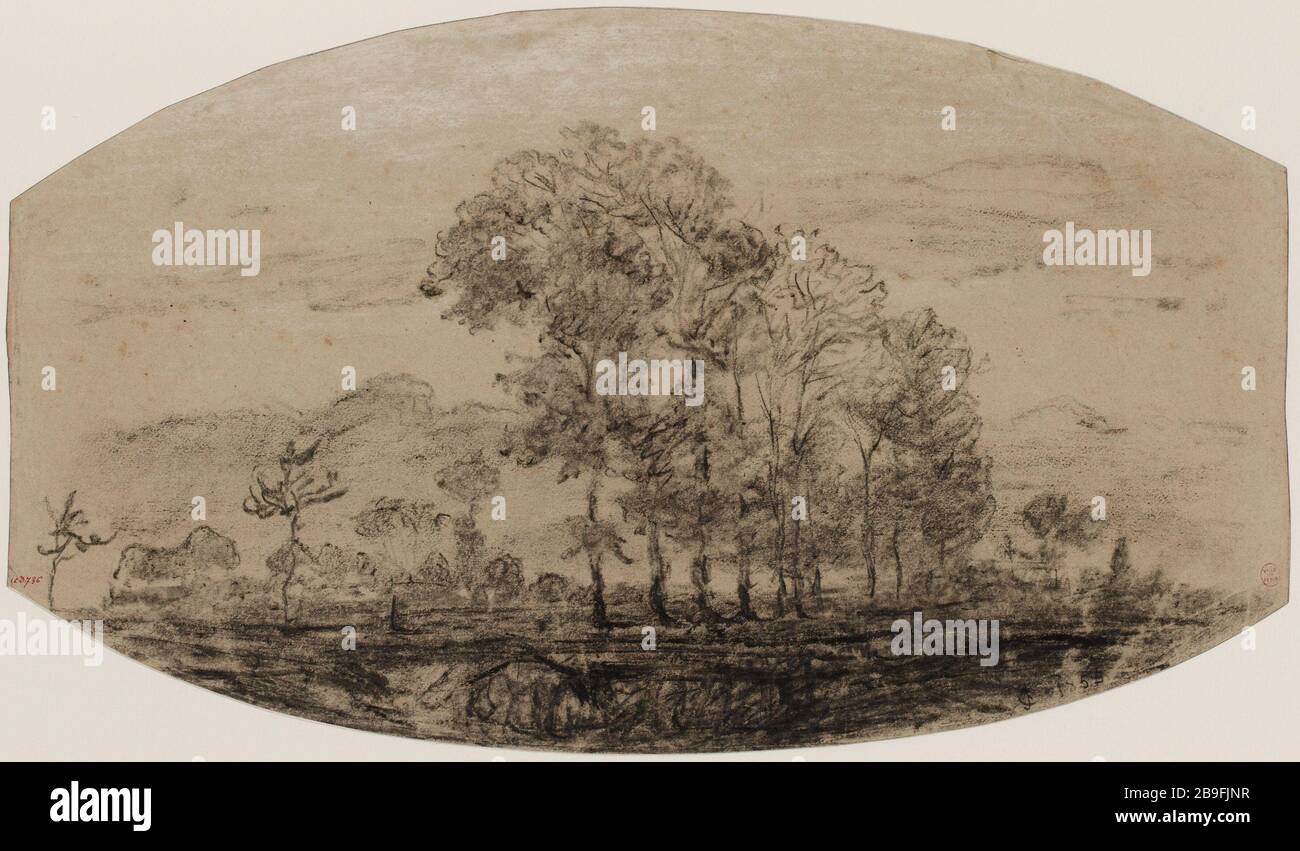 Study of trees Stock Photo - Alamy