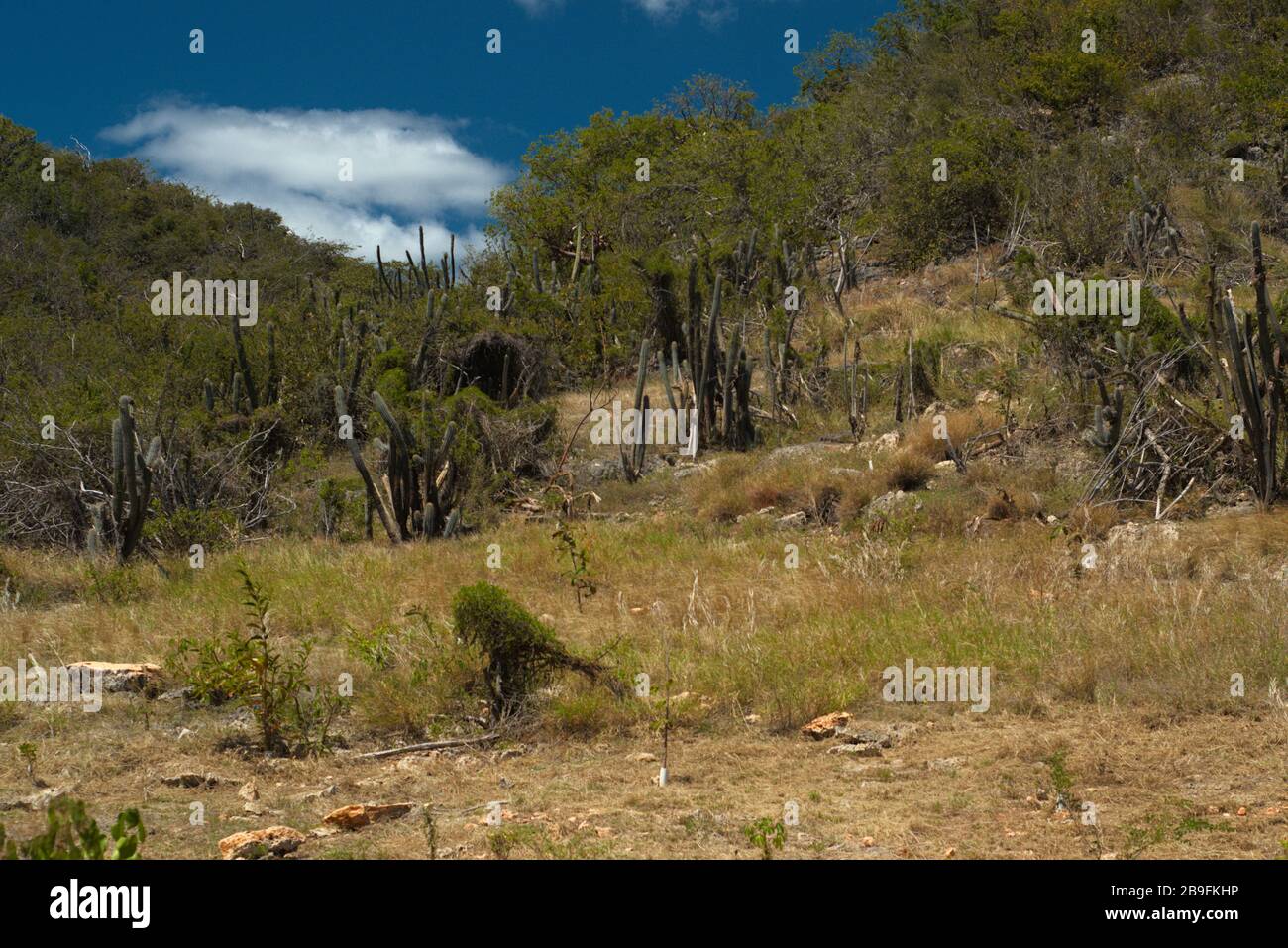 Puerto Rico dry area Stock Photo - Alamy