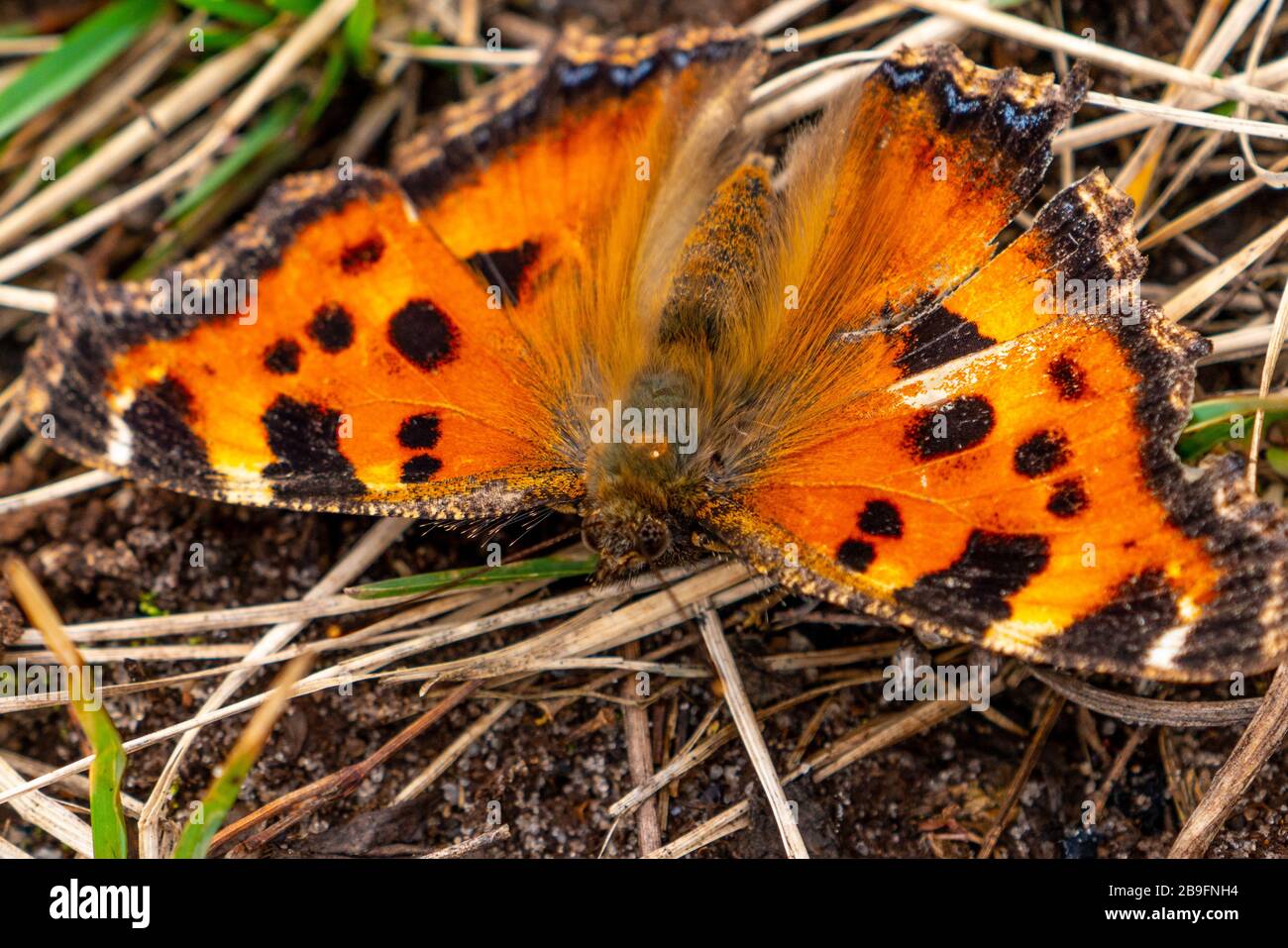 The small tortoiseshell butterfly or Aglais urticae close up portrait ...