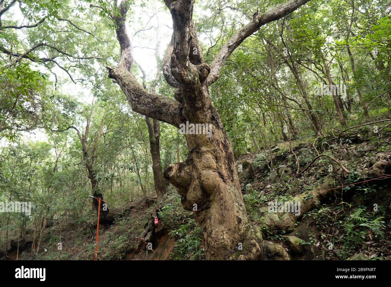 Wide View of trees in Forest focusing single tree Stock Photo - Alamy