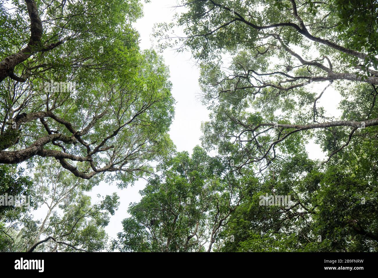 Trees and branches in forest hi-res stock photography and images - Alamy