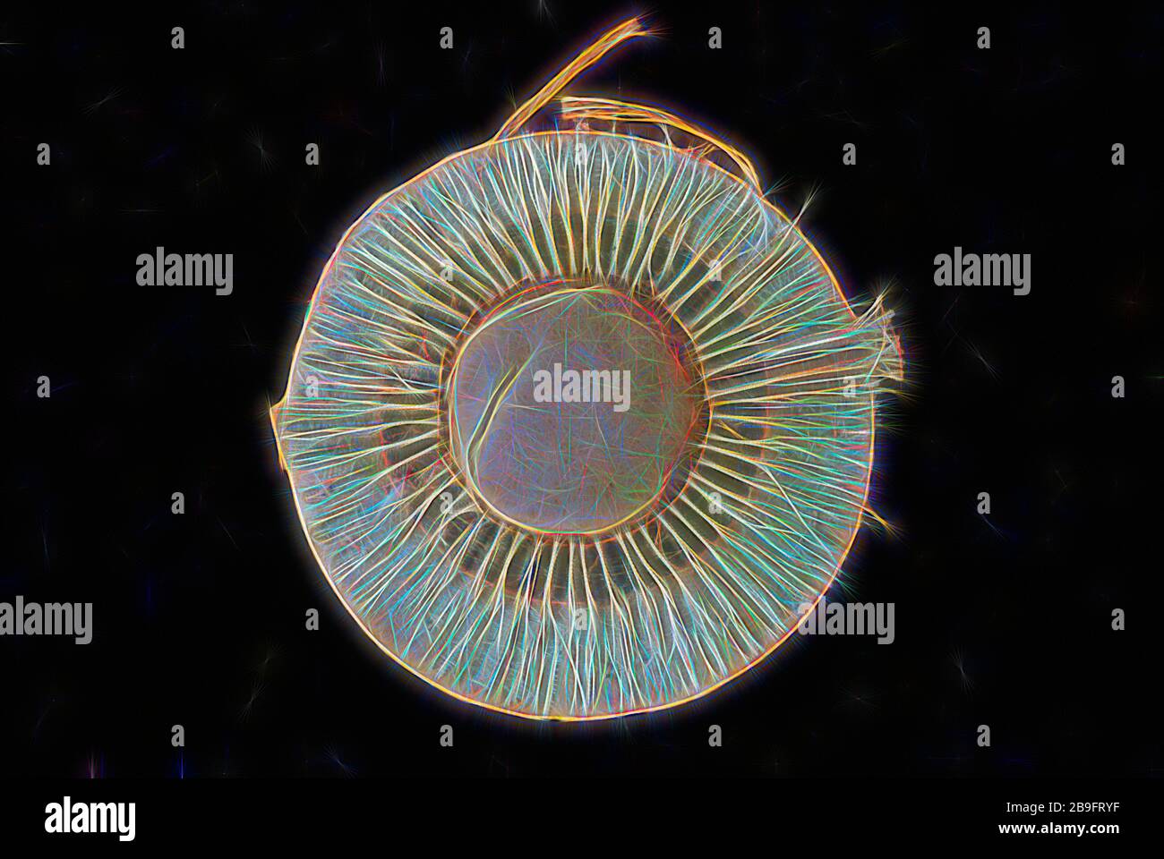 National cockade, red-white-blue silk pleated on cardplate, heart with ...