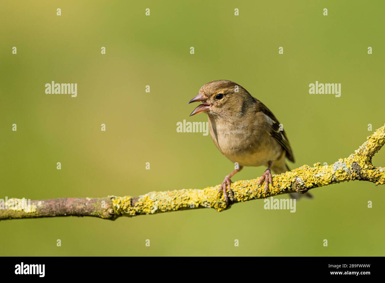 Female chaffinch foraging in spring sunshine in mid Wales Stock Photo ...