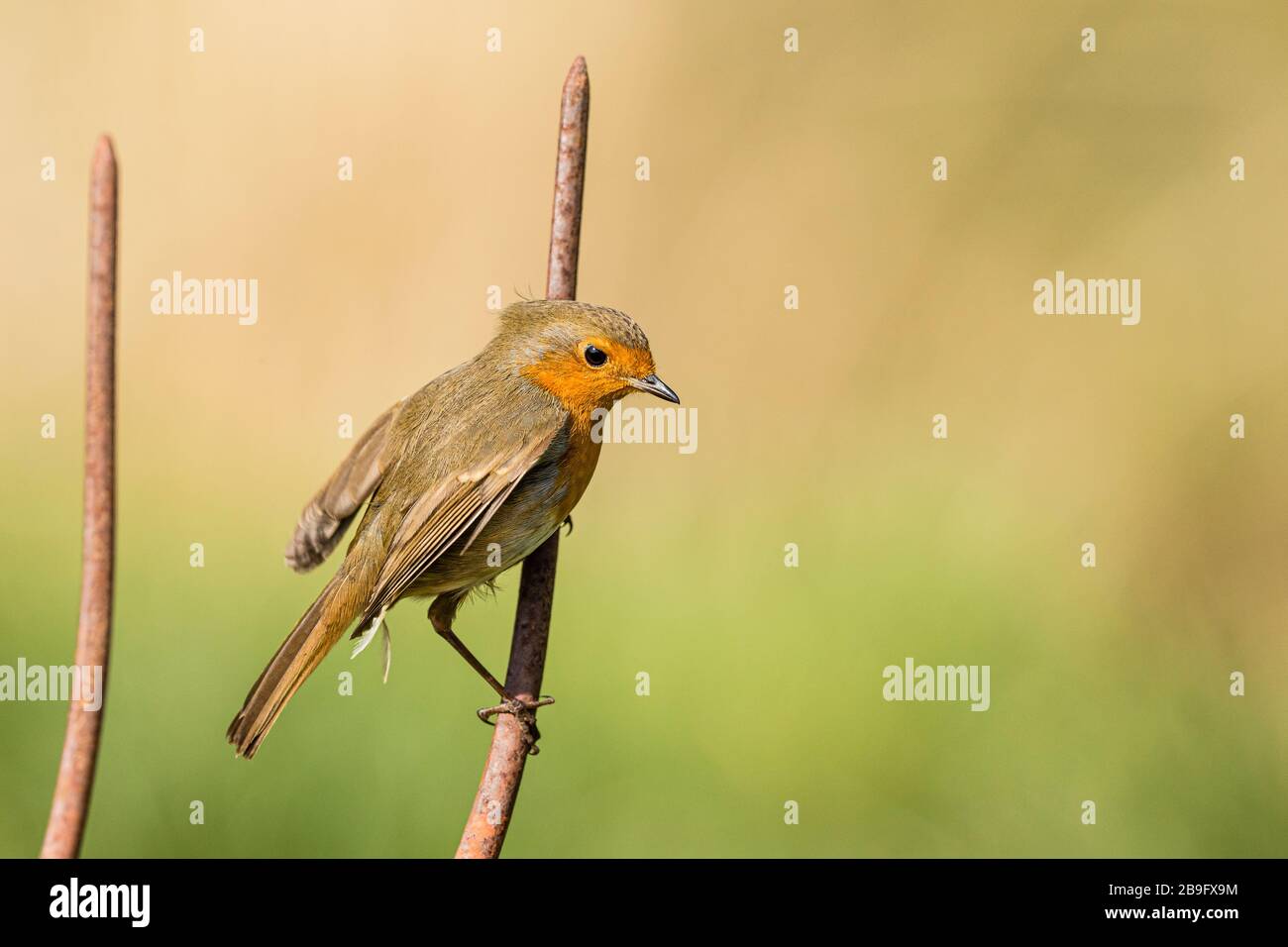 Robin foraging in spring sunshine in mid Wales Stock Photo - Alamy