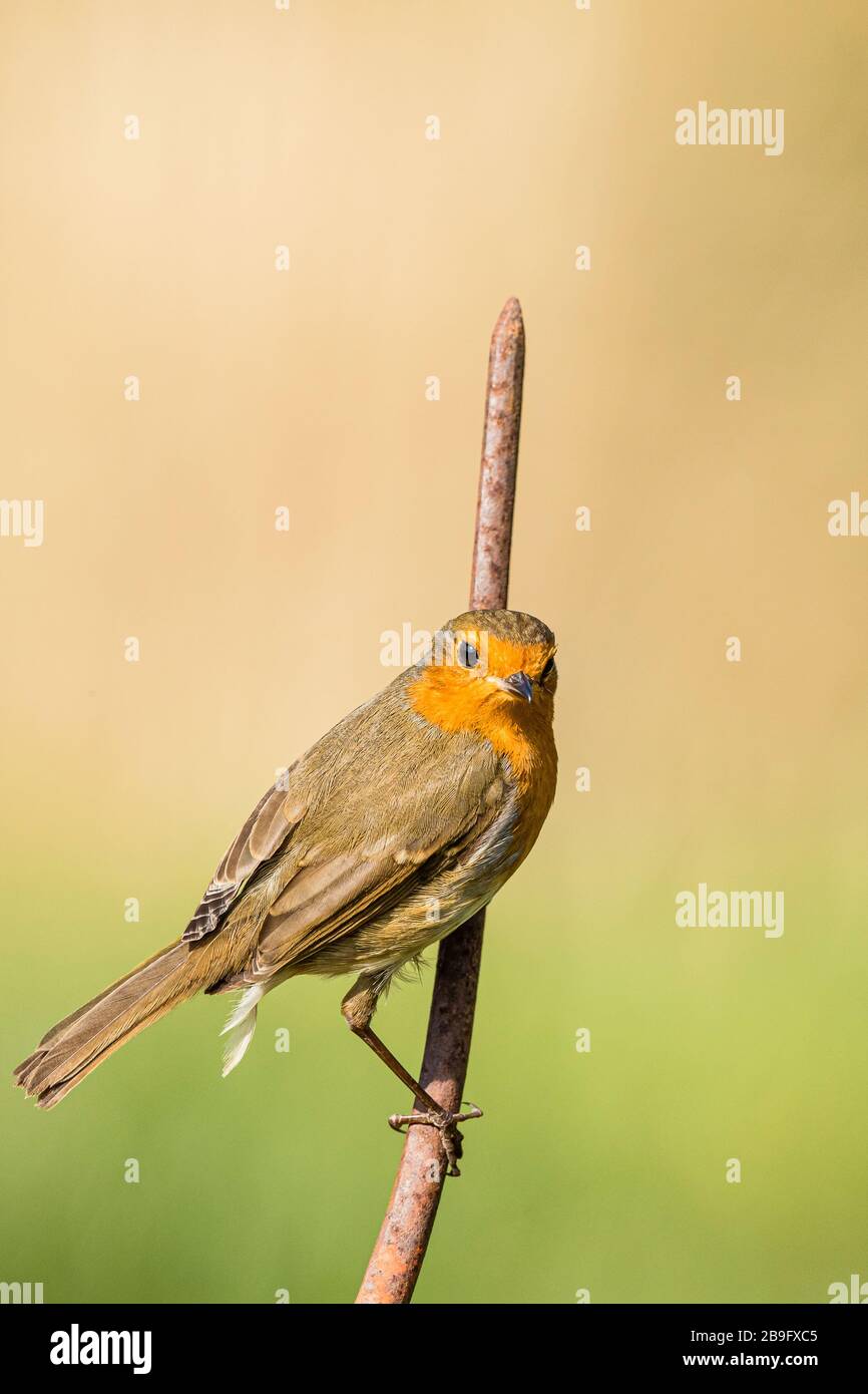 Robin foraging in spring sunshine in mid Wales Stock Photo - Alamy