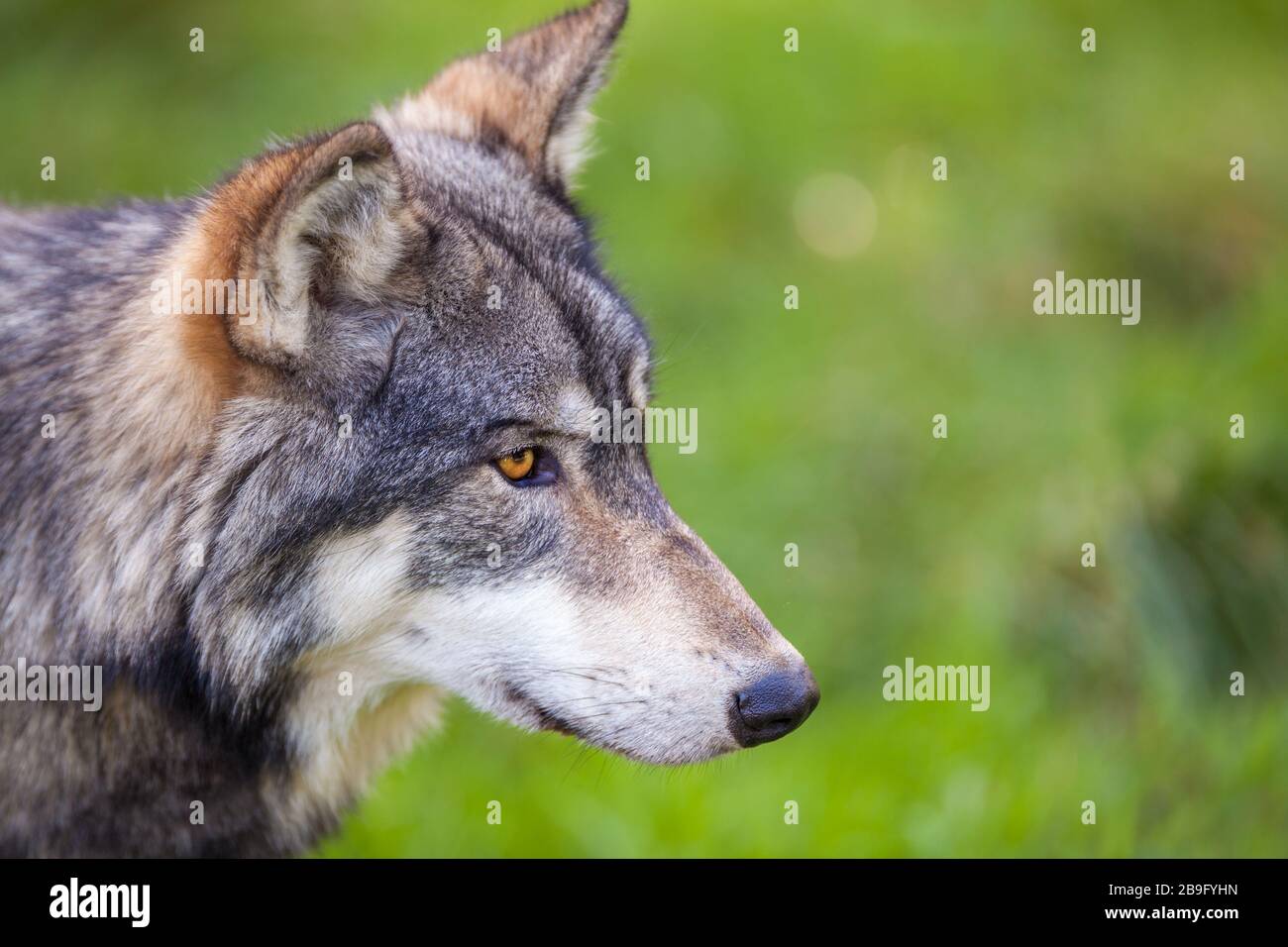 North american grey wolf face hi-res stock photography and images - Alamy