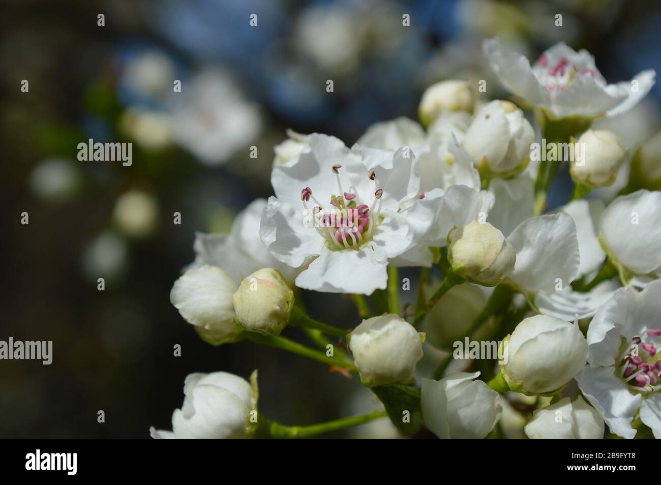 Callery pear tree hi-res stock photography and images - Alamy