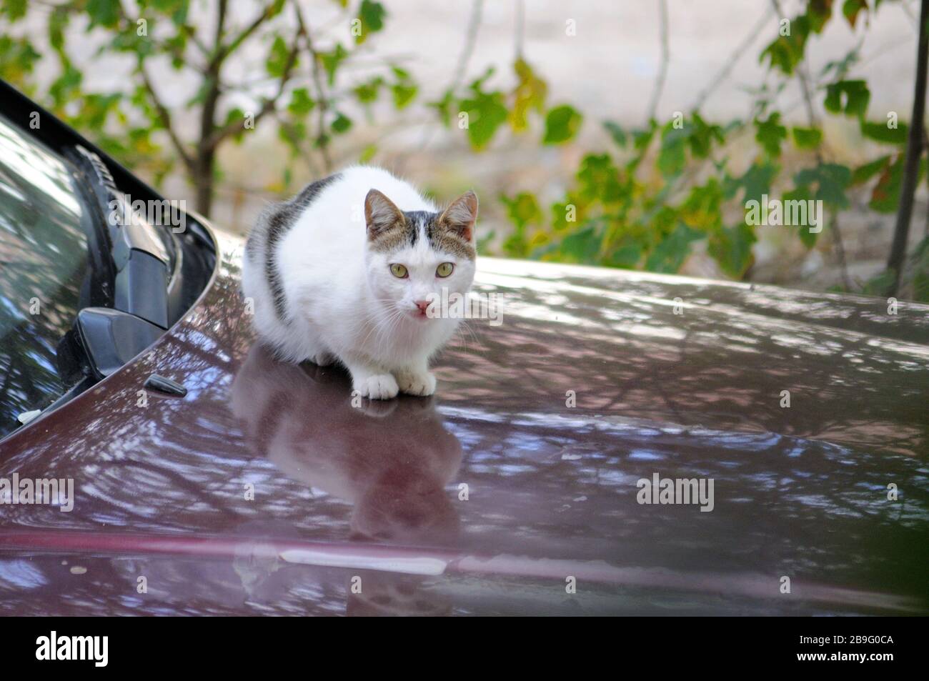 White cat in a burgundy car is hunting birds Stock Photo - Alamy