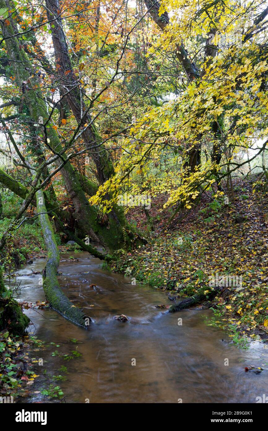 Oddford Brook, a small stream that joins the River Nadder in Tisbury ...