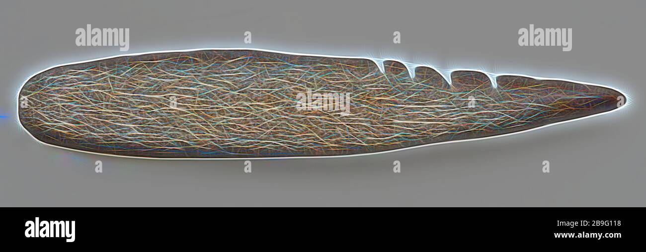 Legs or horns pointed with four barbs, pointed harpoon groundfound horn ...
