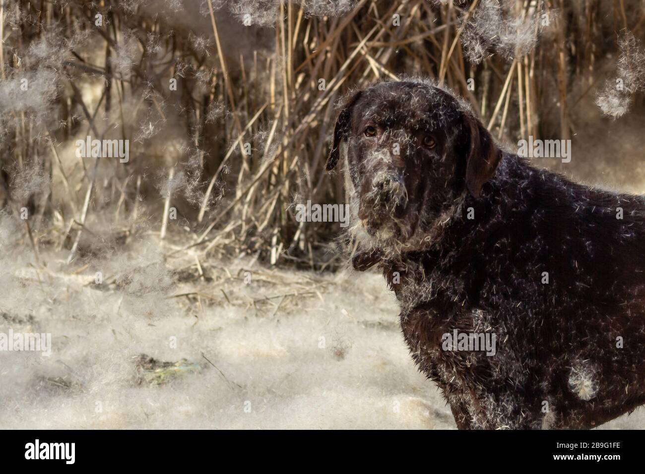 Chocolate dog hi-res stock photography and images - Alamy