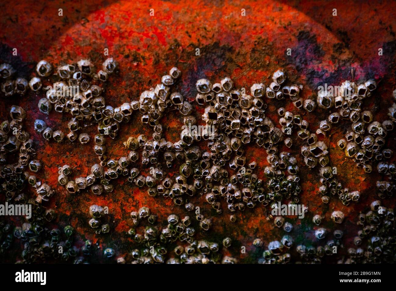 Boat hull barnacles hi-res stock photography and images - Alamy