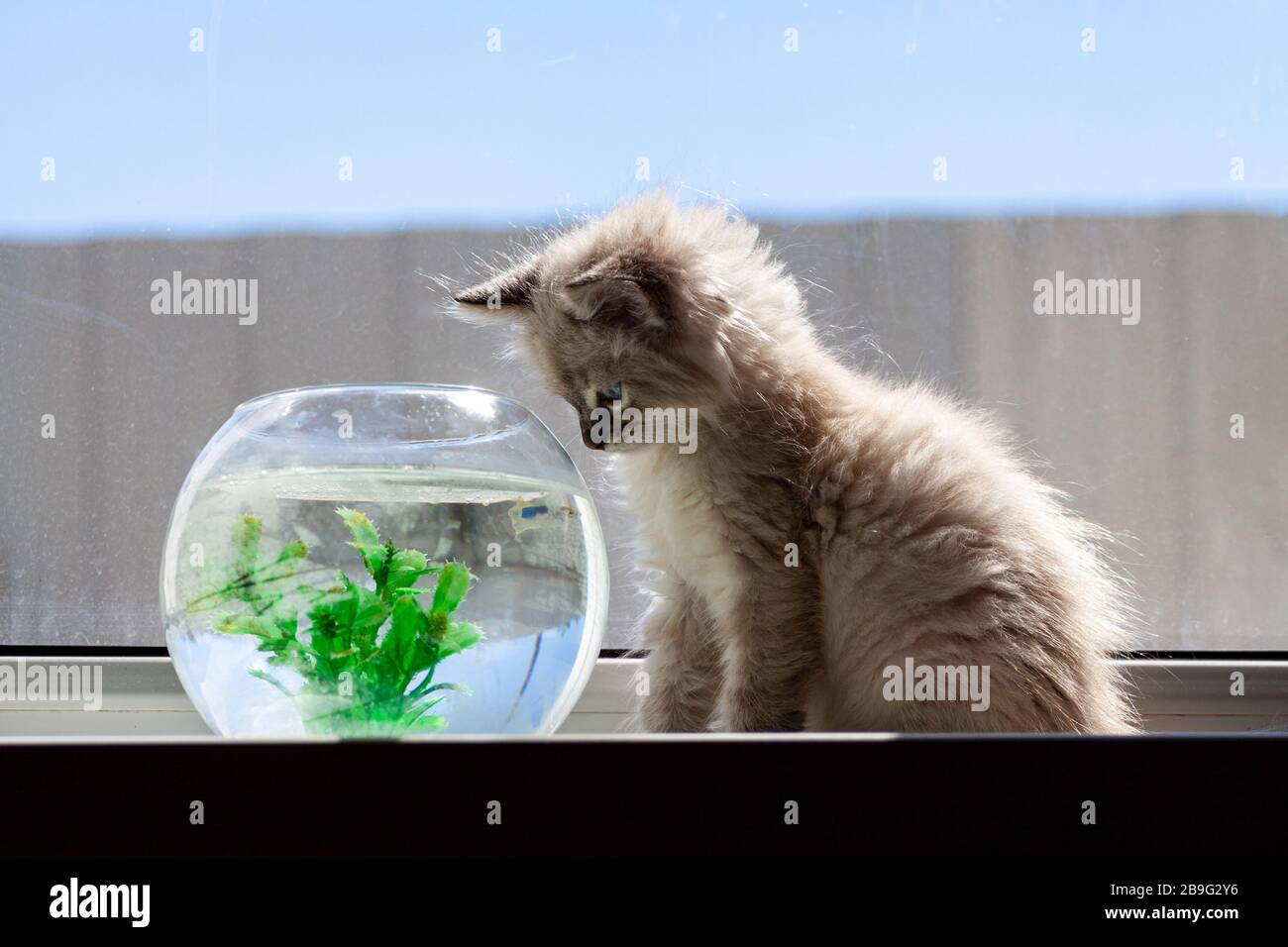 A beautiful fluffy kitten is hunting for a goldfish in an aqua rime ...