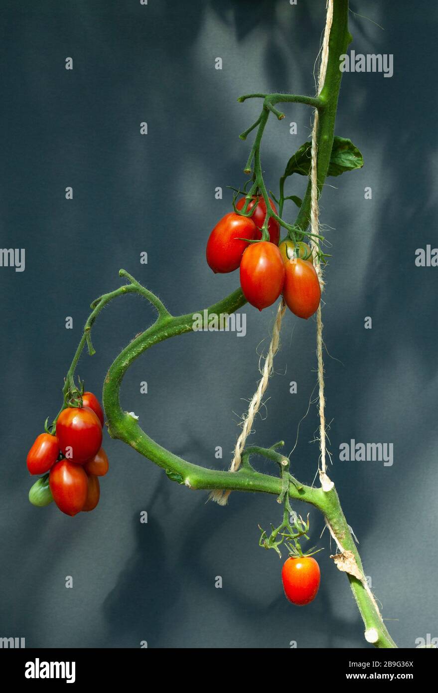 Red tomatoes ripening on vine Stock Photo - Alamy