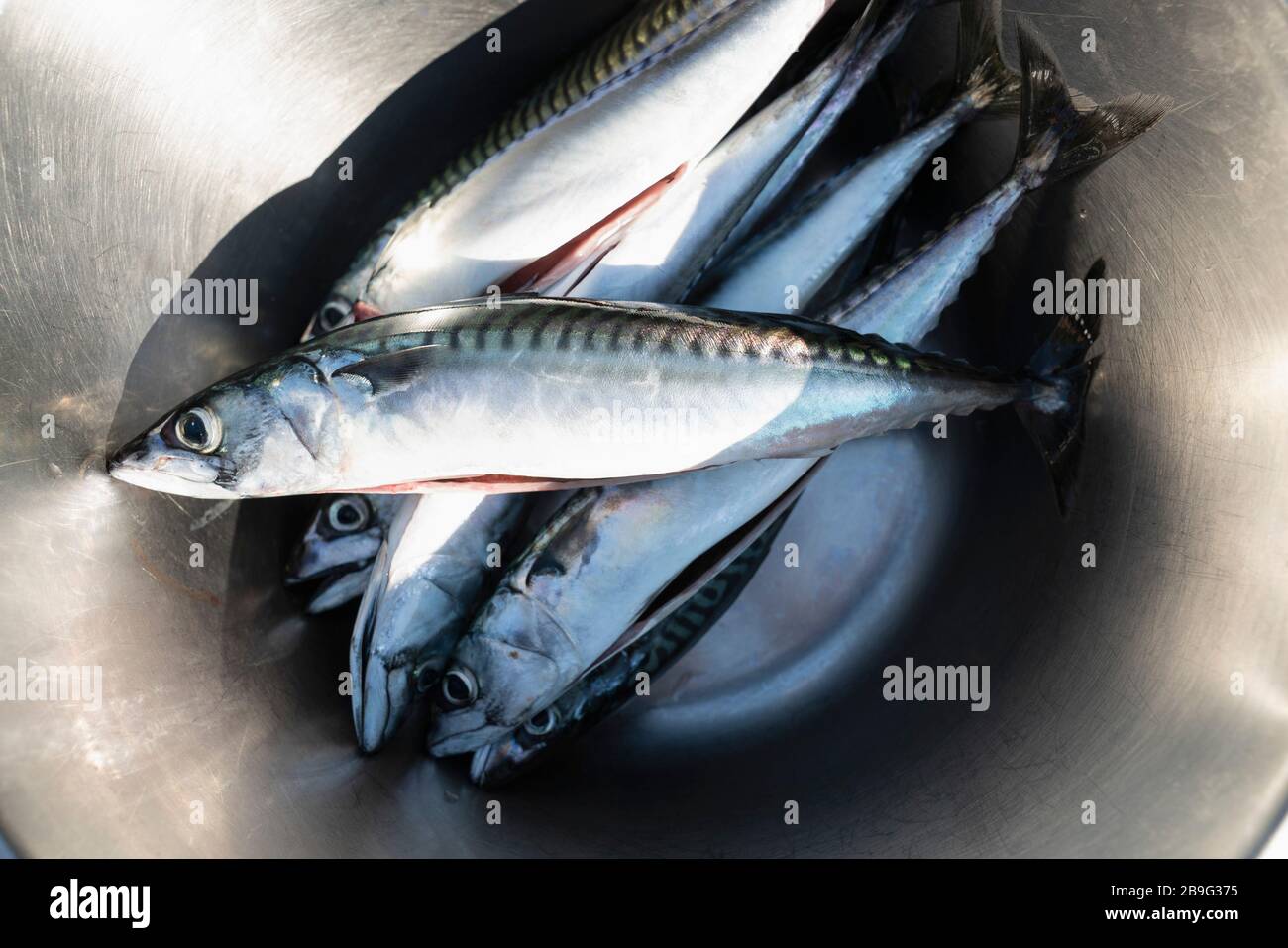 Fresh fish in stainless steel bowl Stock Photo - Alamy