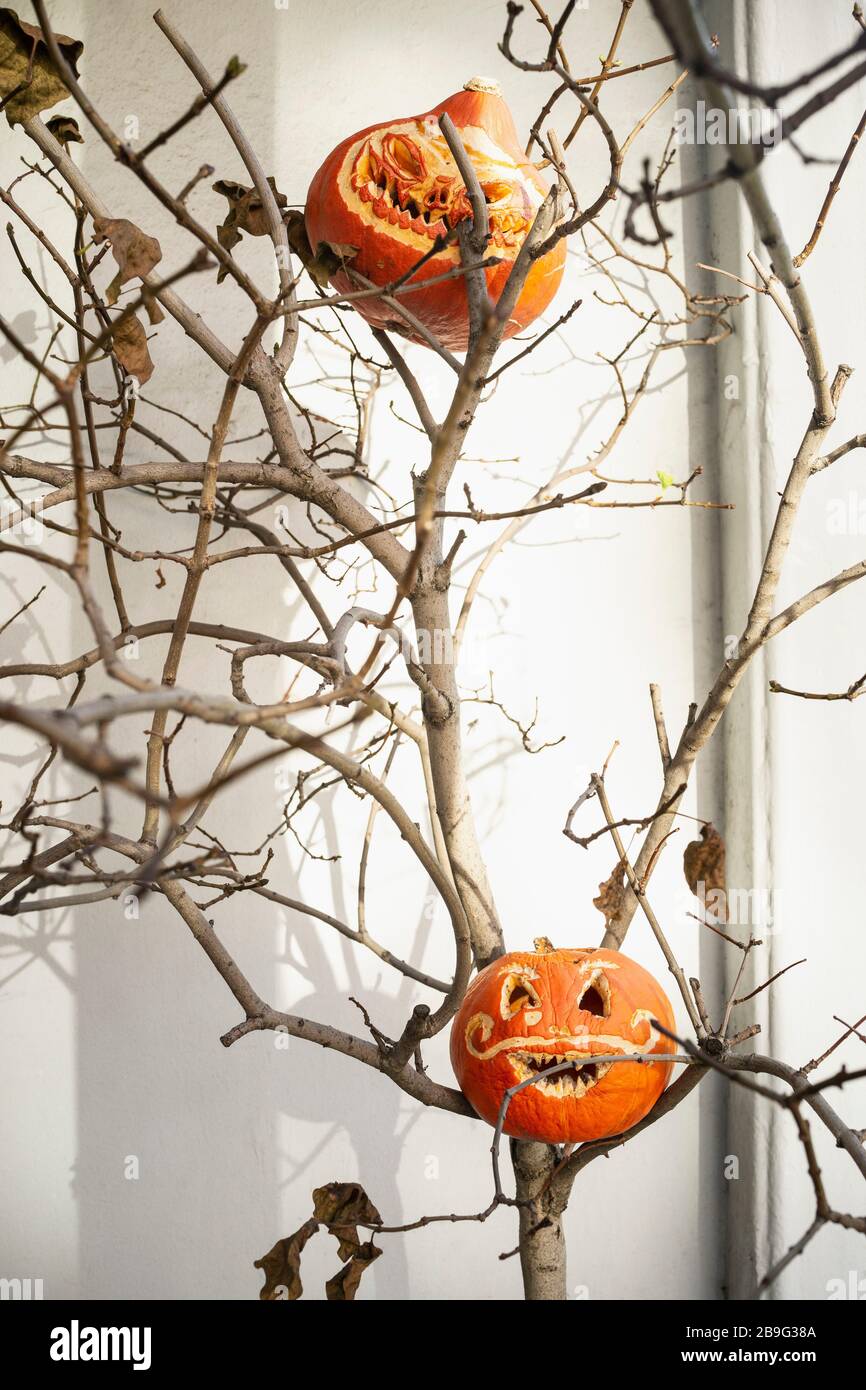 Jack O Lanterns in tree Stock Photo - Alamy