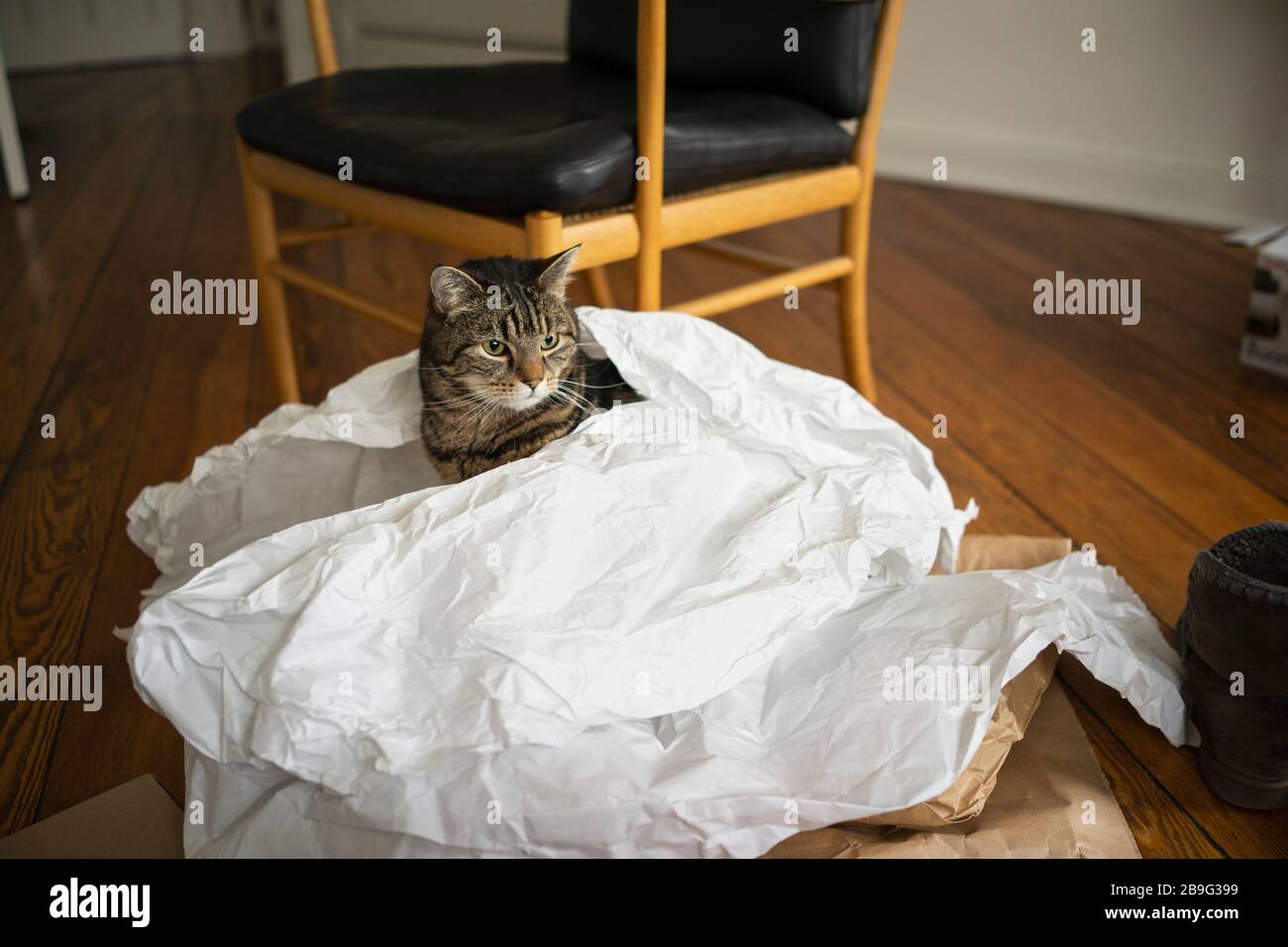 Cat inside paper bag Stock Photo - Alamy