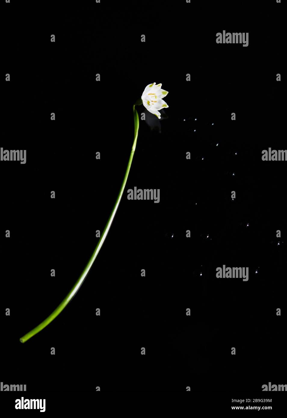 Pollen falling from white flower Stock Photo - Alamy