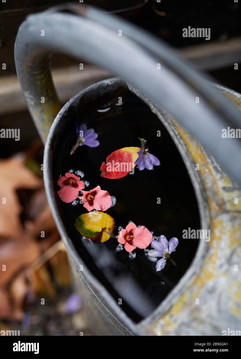 Flower petals floating on water in watering can Stock Photo - Alamy