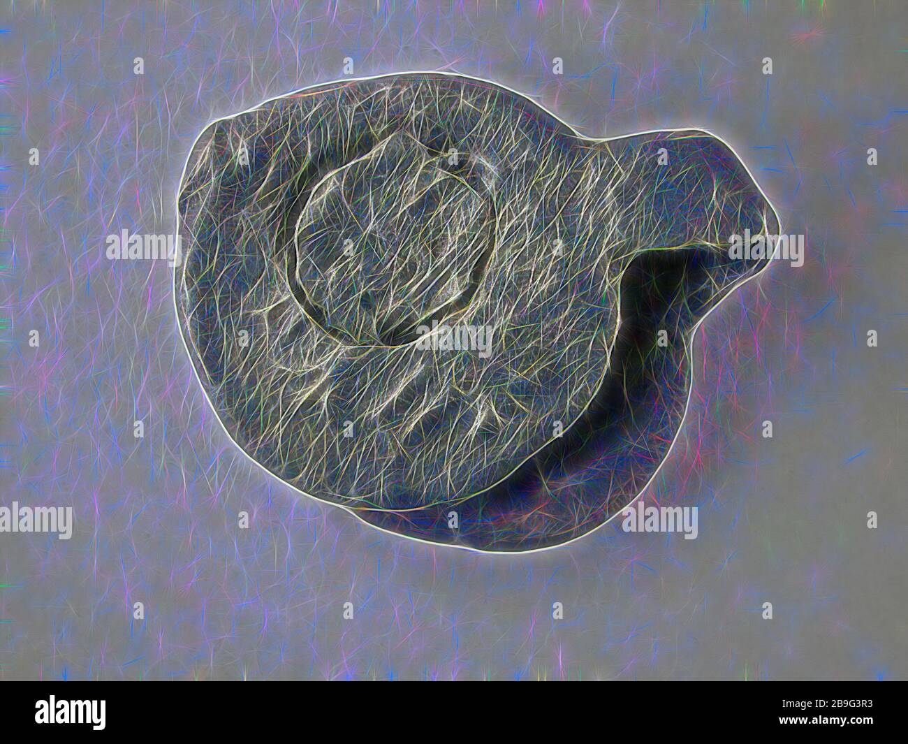 Cloth seal with old weapon Of Rotterdam and Gothic letters, cloth seal ...