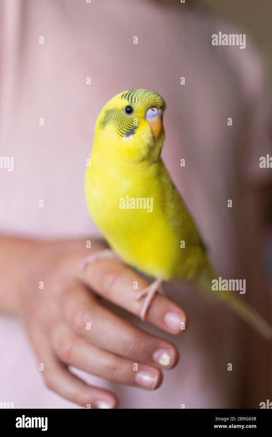 Budgerigar hi-res stock photography and images - Alamy