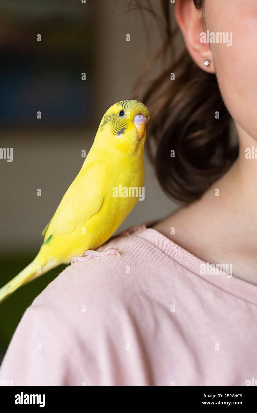 Bright yellow Budgerigar parakeet perched on shoulder of girl Stock ...